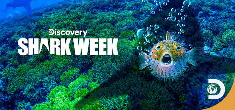 Stream Live TV Services Online | Sling TV